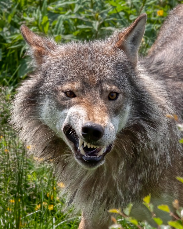 Fun Comedy Skits Teaching Stage Directions - Freedrama