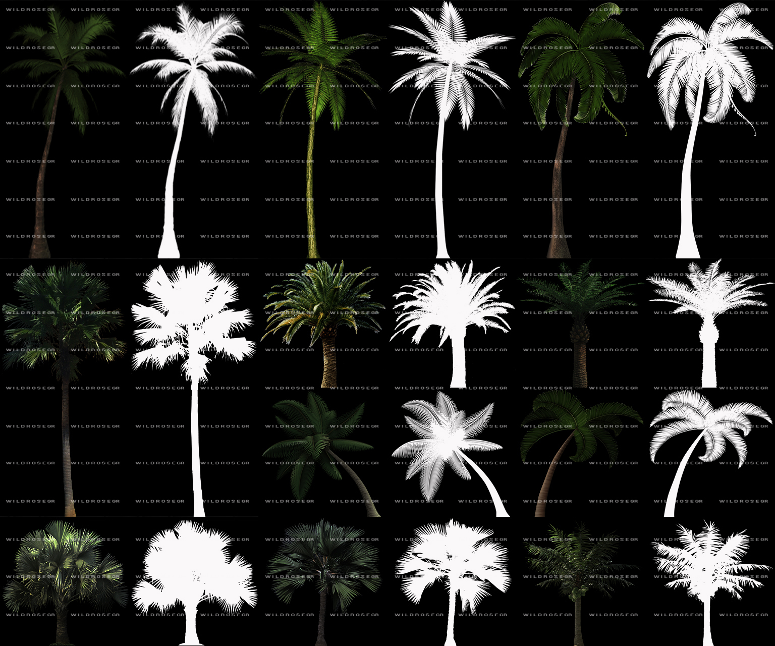 KNIGHTS - WildRoseGr