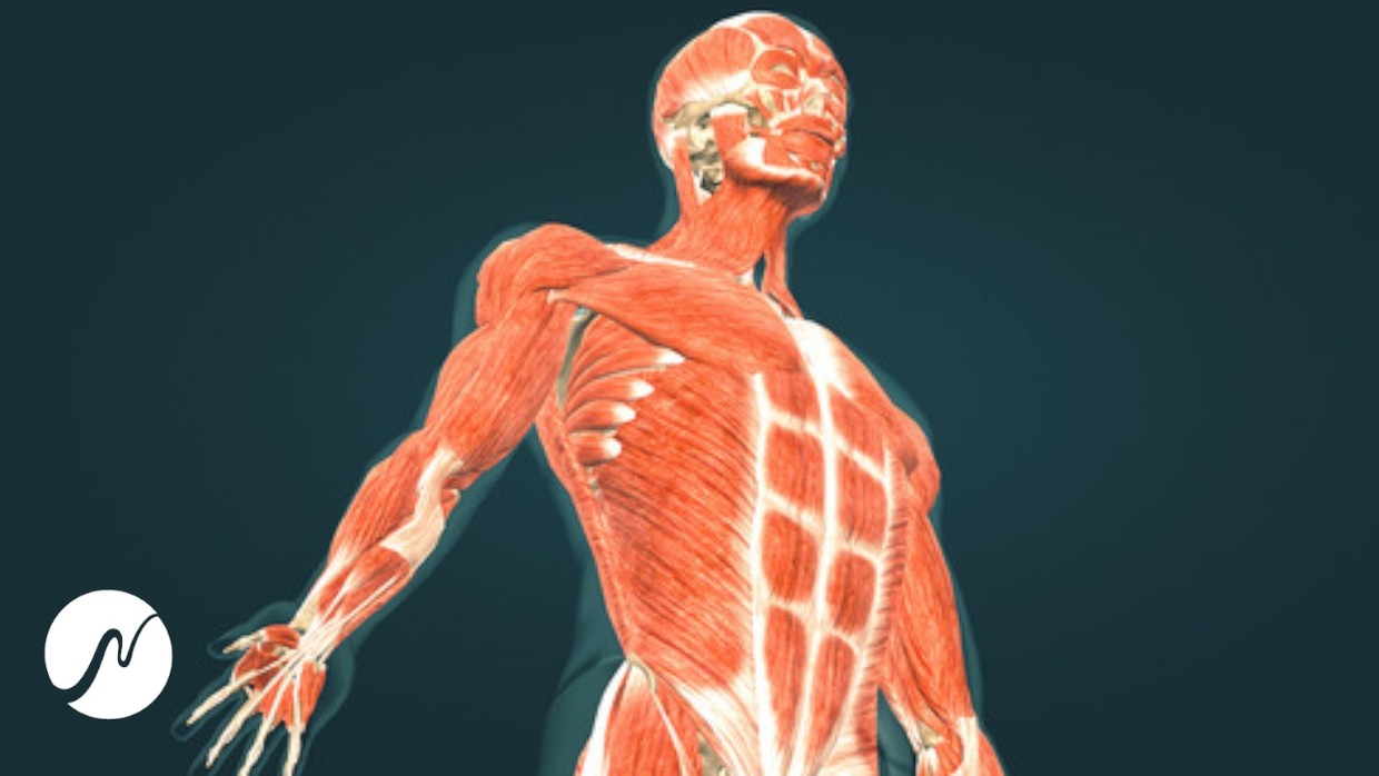 MUSCLE GROWTH & REPAIR FREQUENCIES (Bioresonance Tream - neowake Store