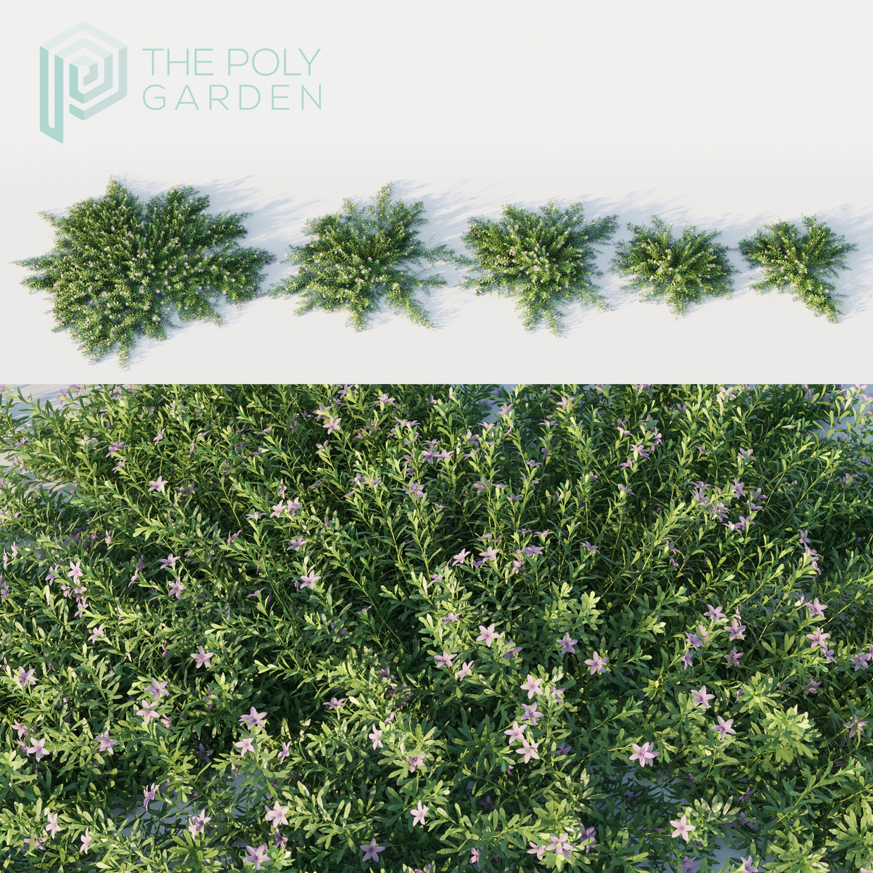 Myoporum Parvifolium Yareena 02 for 3DS Max - The Poly Garden